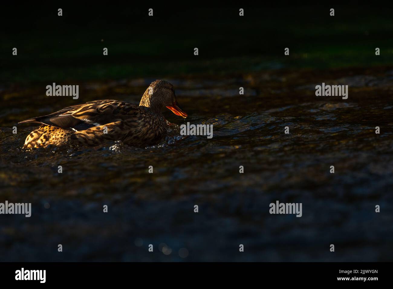 An action packed image of a female mallard duck / arty Stock Photo - Alamy