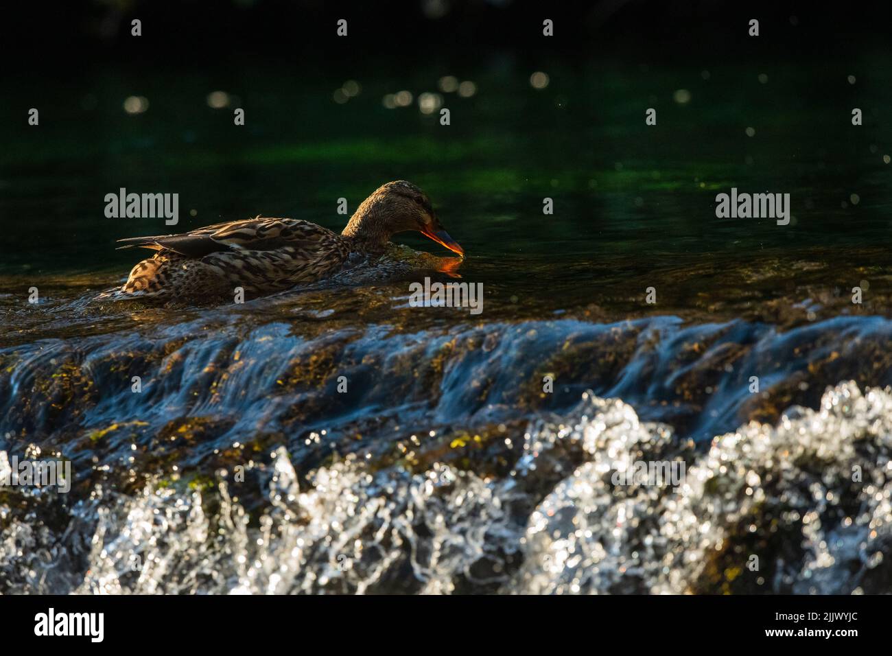 An action packed image of a female mallard duck / arty Stock Photo - Alamy