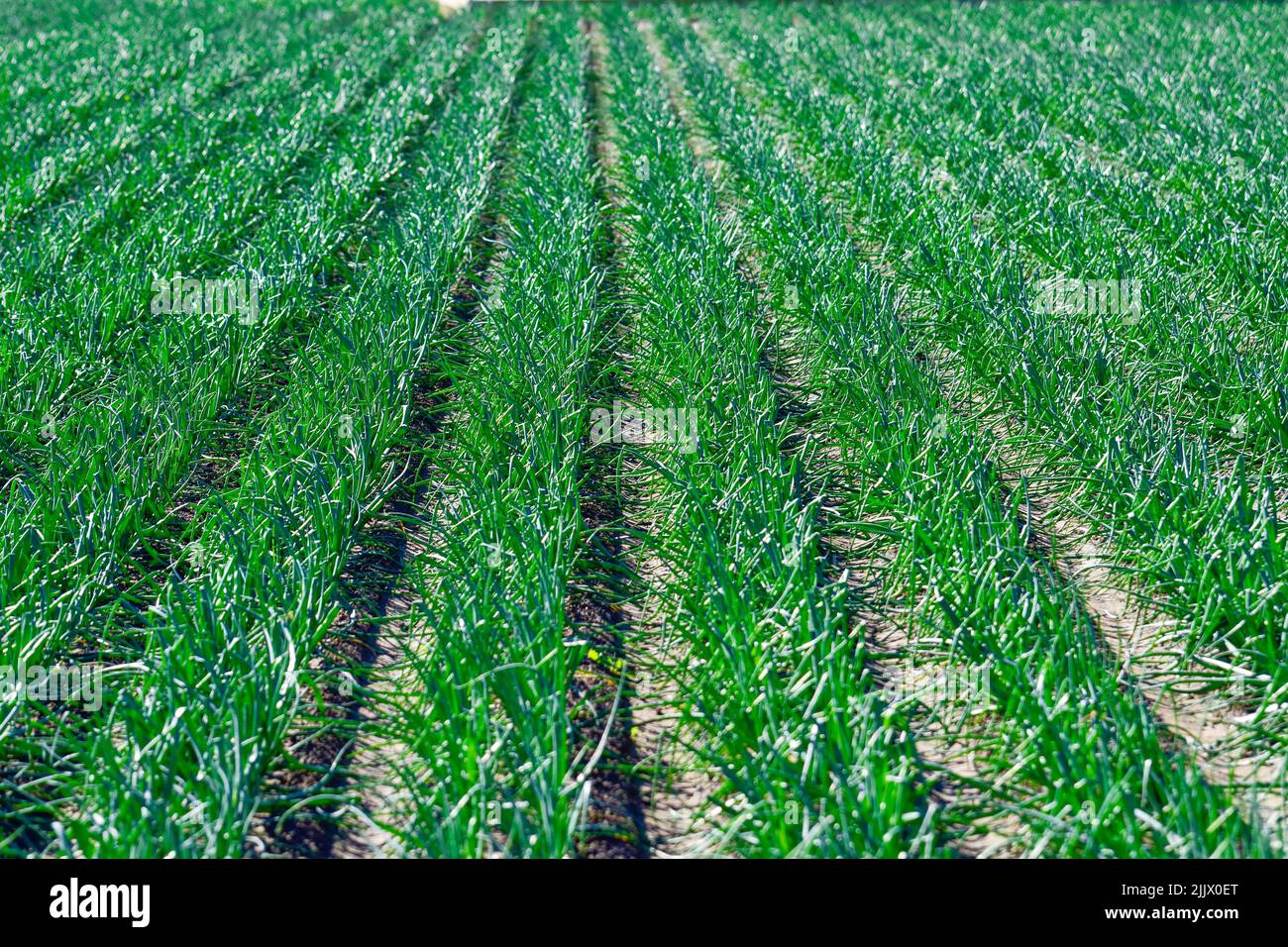 photo of a farmland of green onions in spin Stock Photo - Alamy