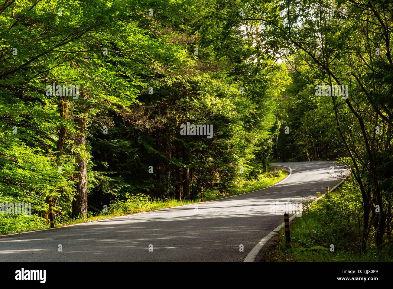 Spring landscape with road and beautiful trees, in Geres, portuguese ...