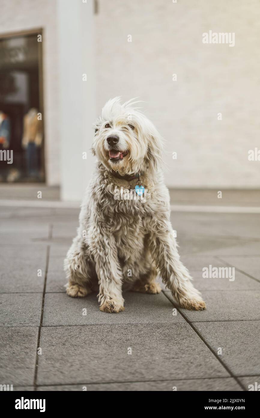 Labradoodle puppy dog hi-res stock photography and images - Alamy