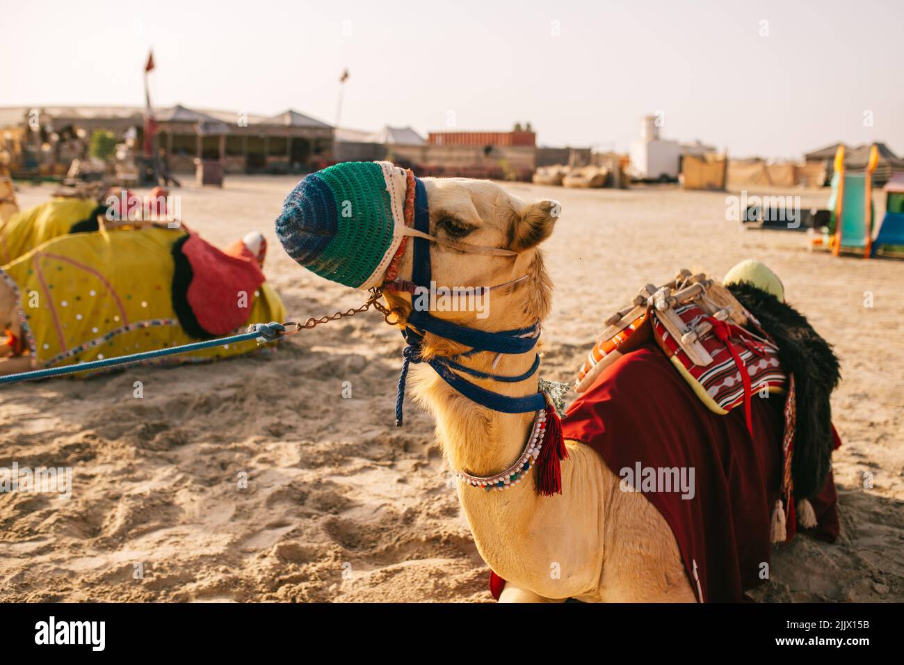 Camel camp in doha hi-res stock photography and images - Alamy