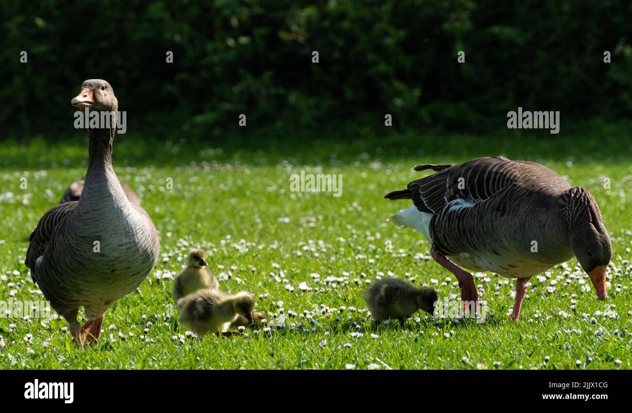 Beautiful shot geese family hi-res stock photography and images - Alamy