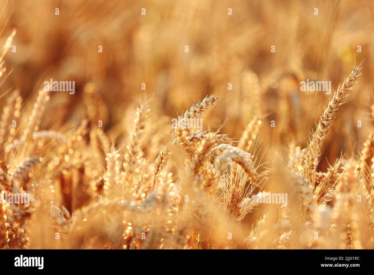 Wheat field, golden ears of wheat swaying from the wind. View of ...