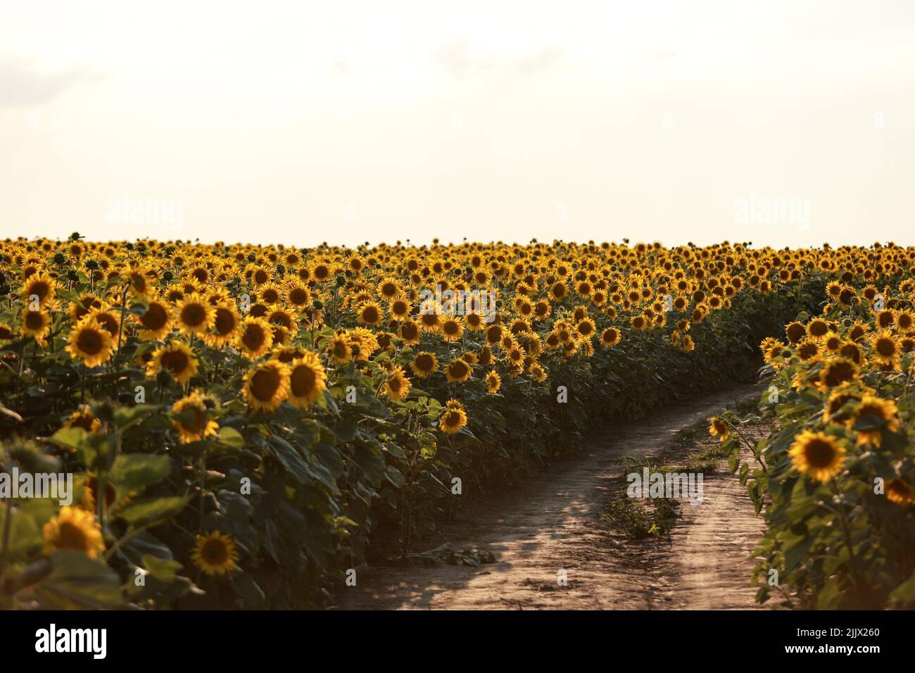 Landscape with dirt road between blooming sunflower fields meadow on summer day in sunset rays ...