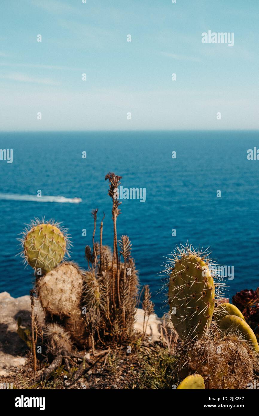 Cactus plants with sharp thorns growing on slope of rocky cliff above ...