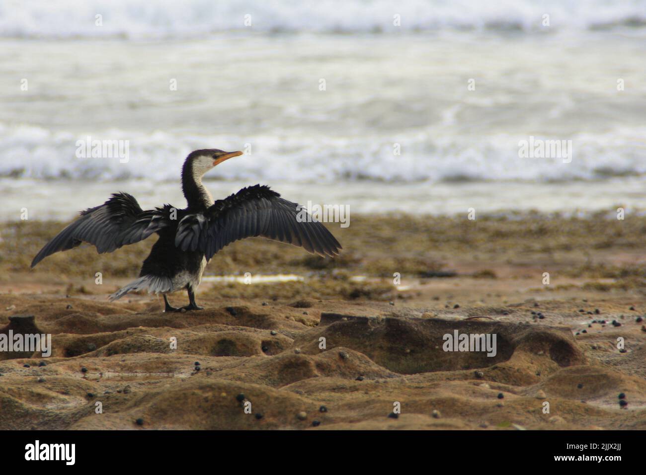 Little Pied Cormorant bird sunbathing with open wings standing on ...