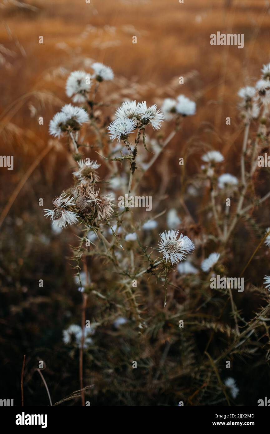 White thistle flowers with sharp prickles growing on dray grassy meadow ...