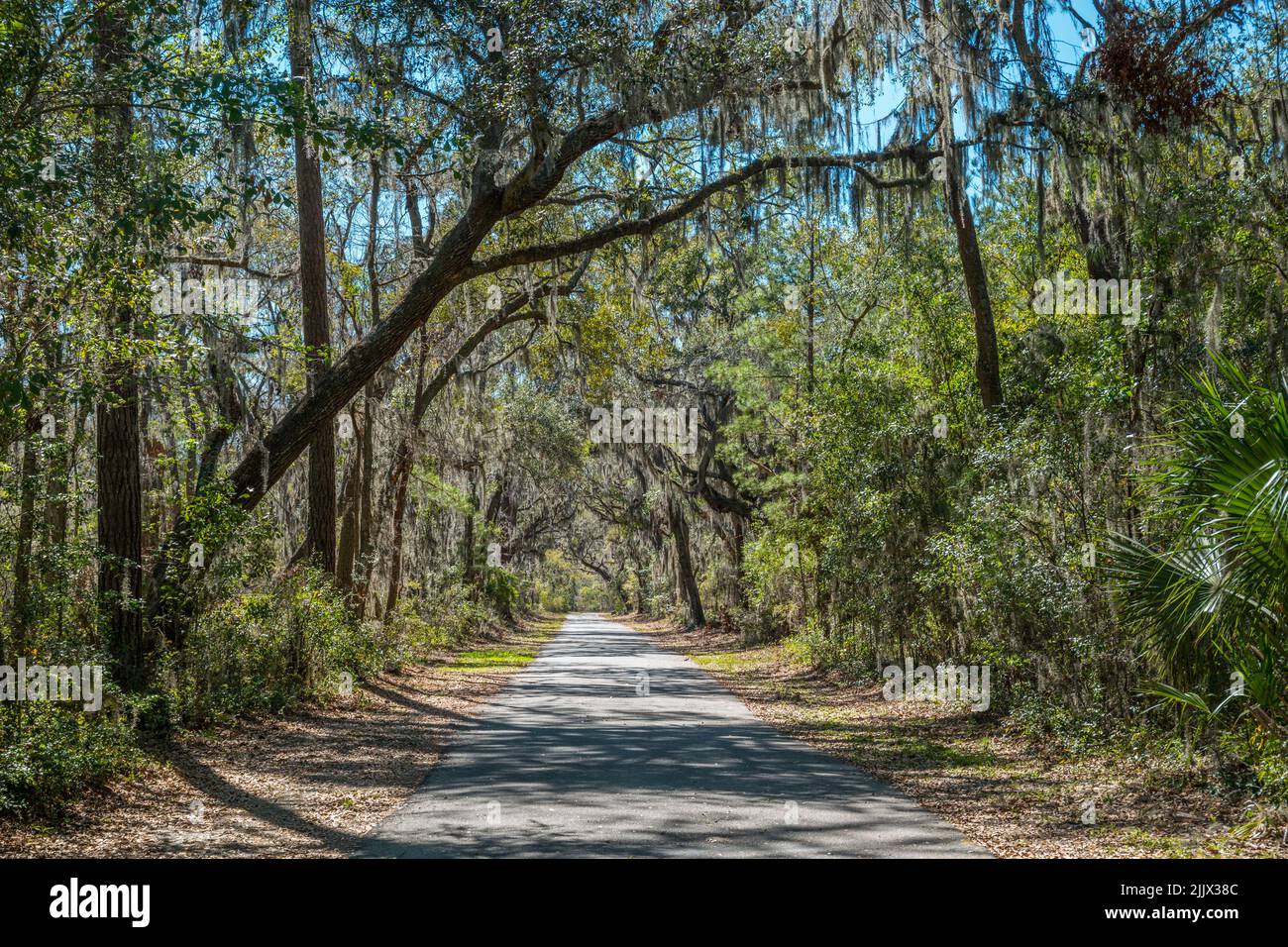 Nice flat trail in a southern Georgia forest at the coast with ...
