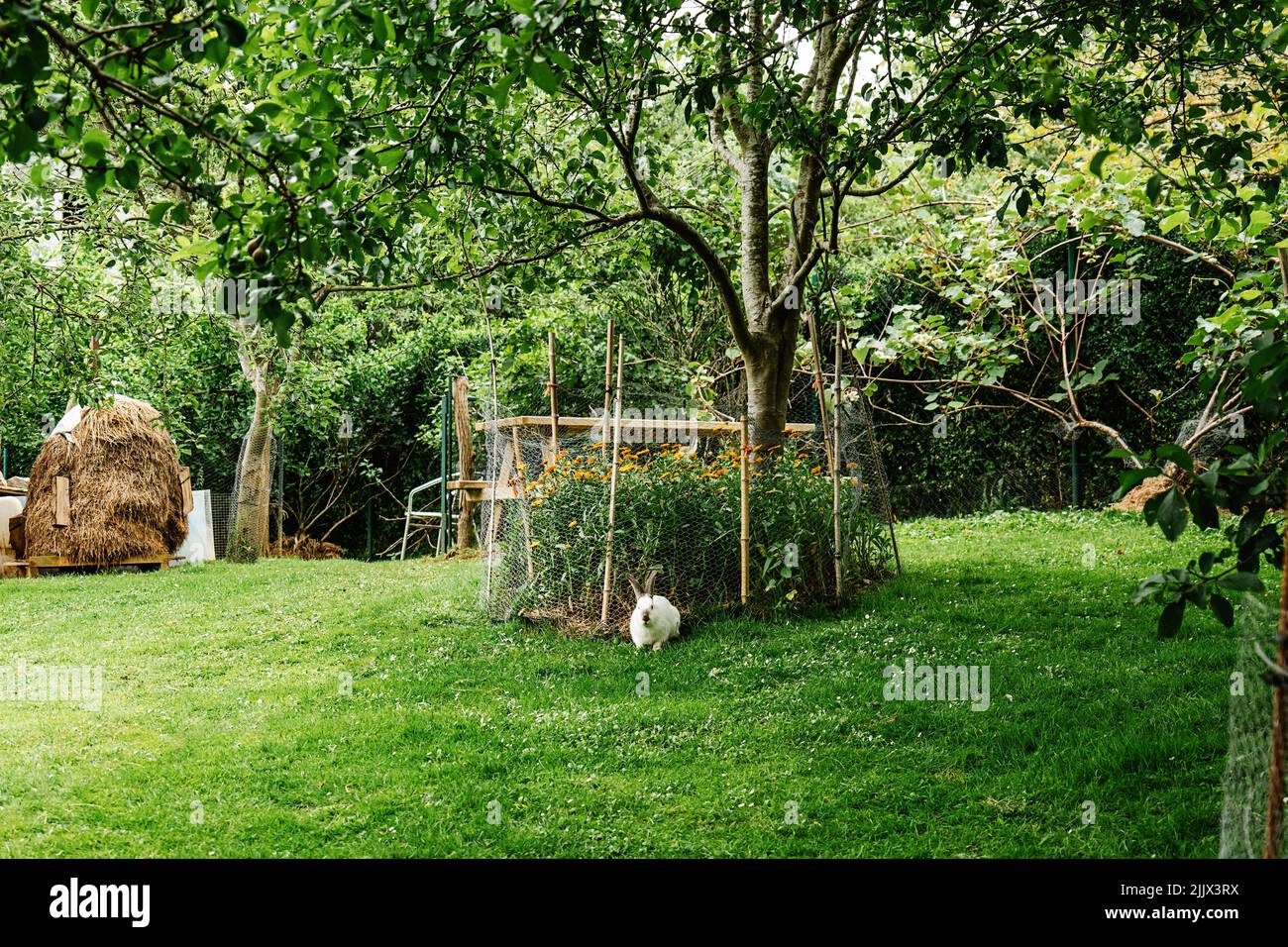 Adorable white fluffy rabbit grazing on green grassy lawn in backyard ...