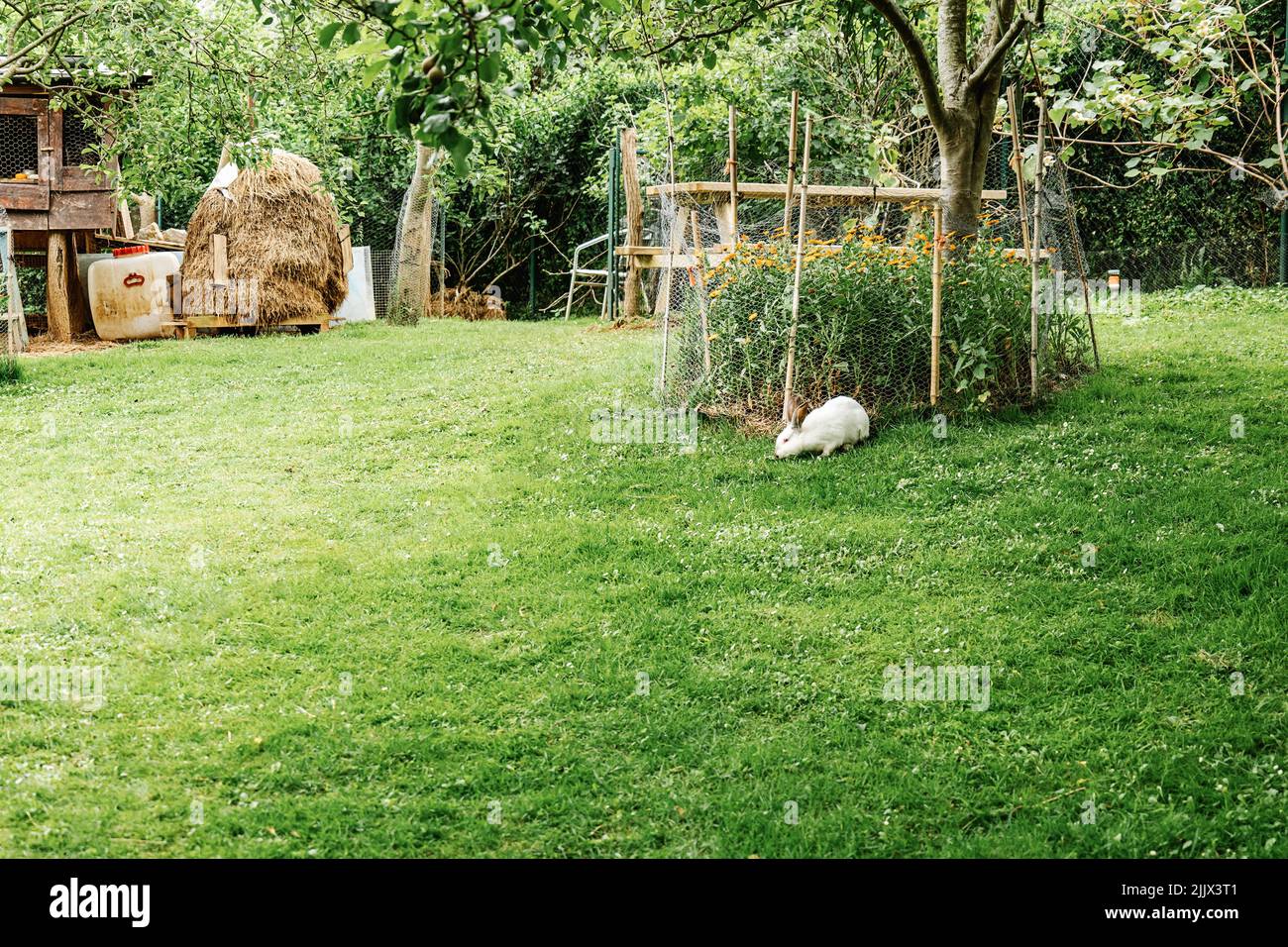 Adorable white fluffy rabbit grazing on green grassy lawn in backyard ...