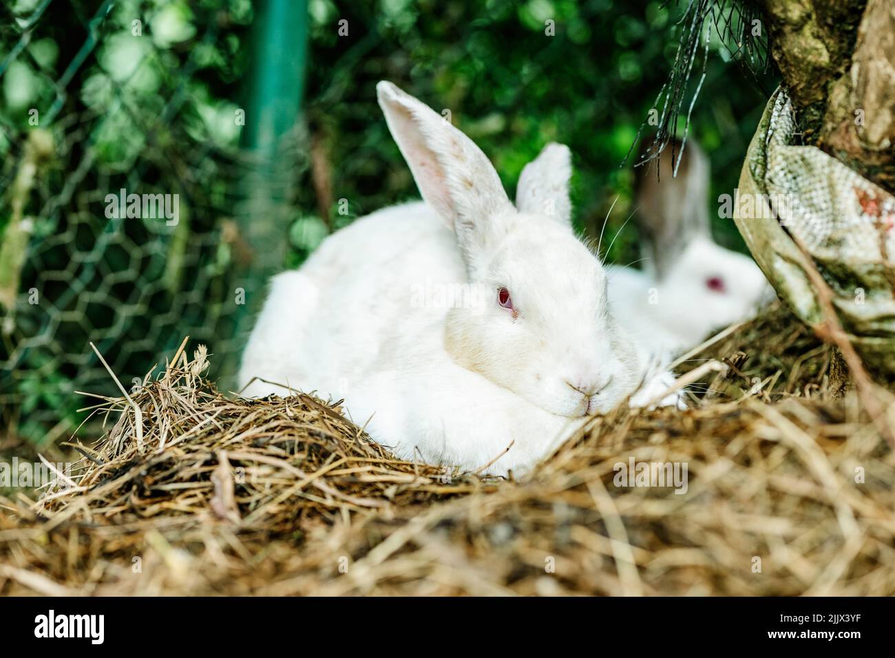 Adorable white rabbit resting on stack of hay near fence in backyard of ...