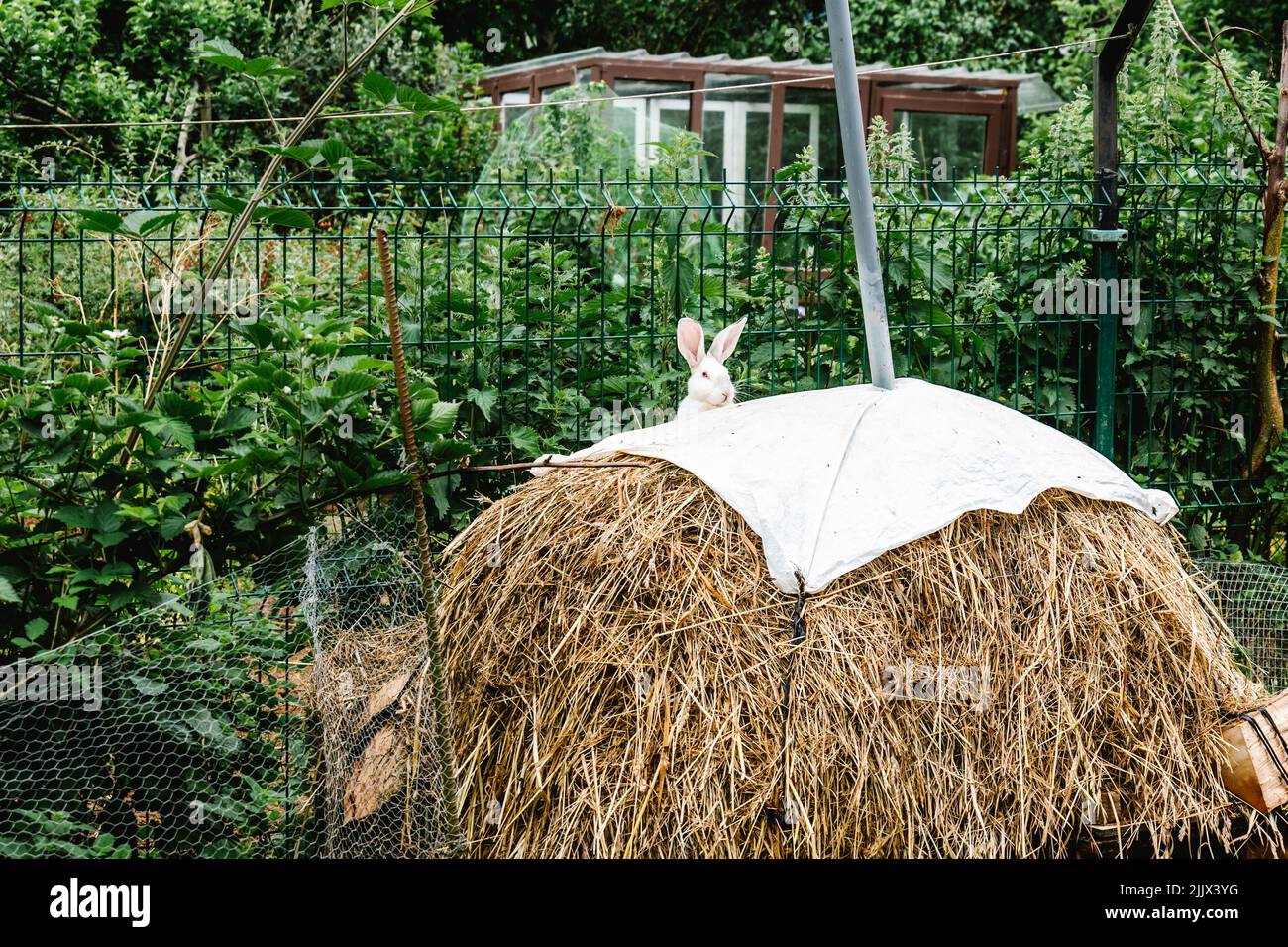 Adorable funny curious white rabbit peeping from behind stack of hay ...