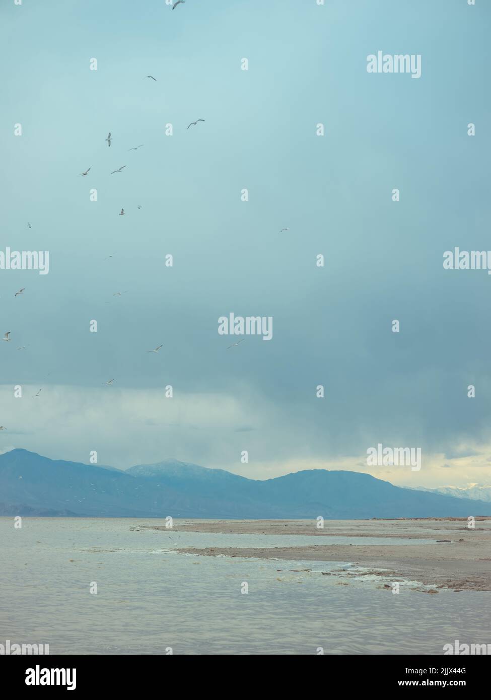 Flock of wild birds soaring in gray overcast sky over waving sea on ...