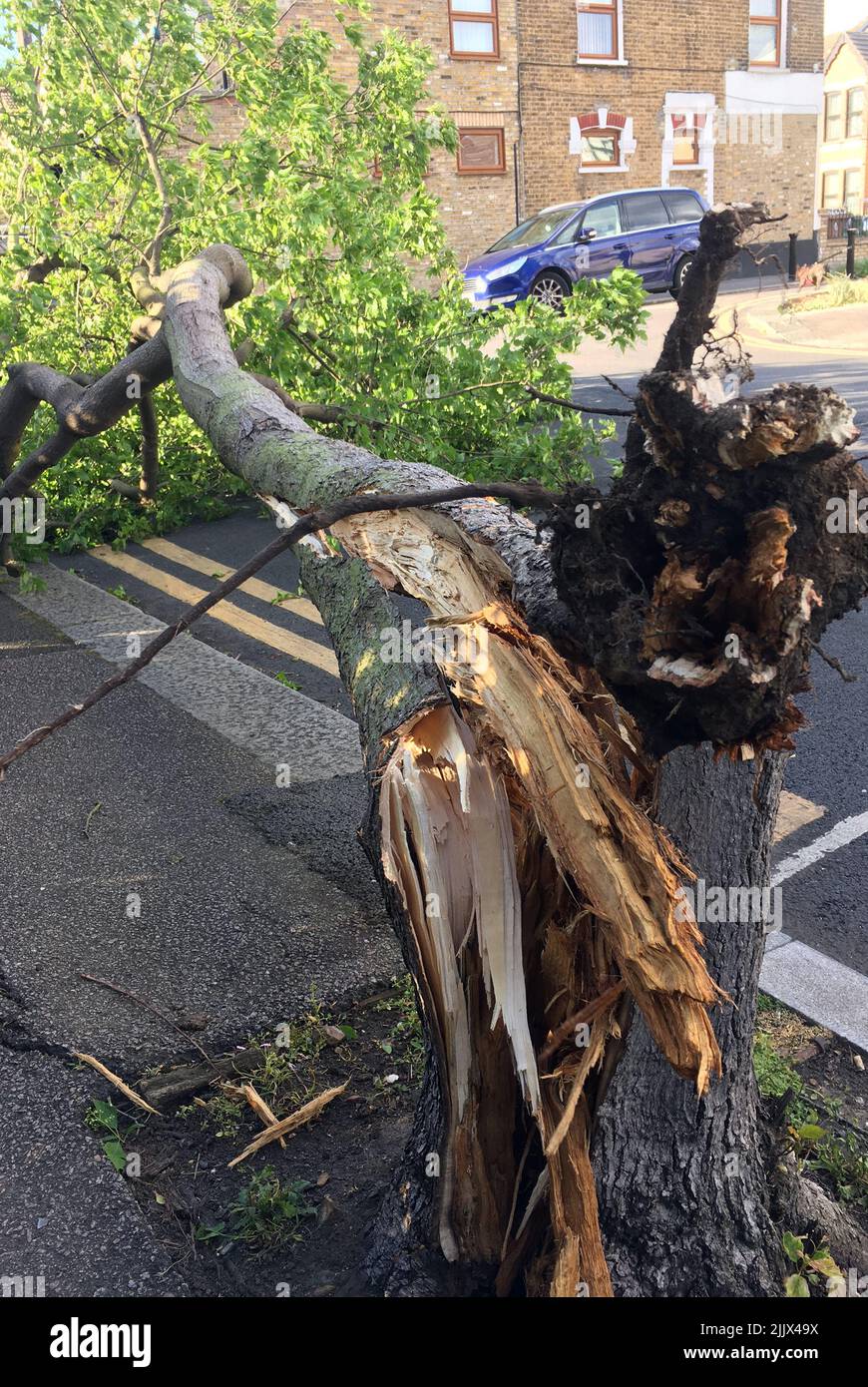 Storm damage, broken /fallen tree lying in a residential road in East ...