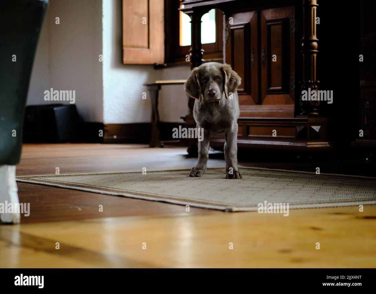 Dog inside interior hi-res stock photography and images - Alamy