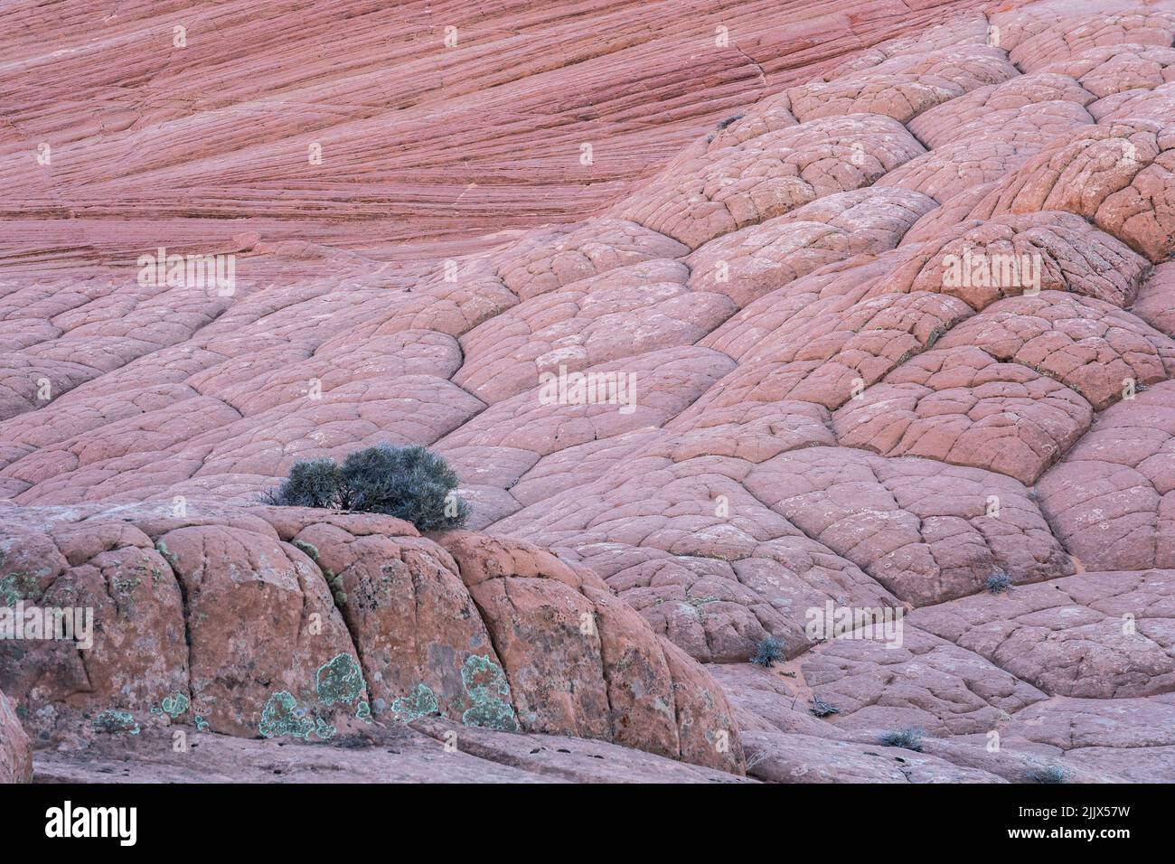 Rough stony surface of mountain slope with green bush in Vermilion ...