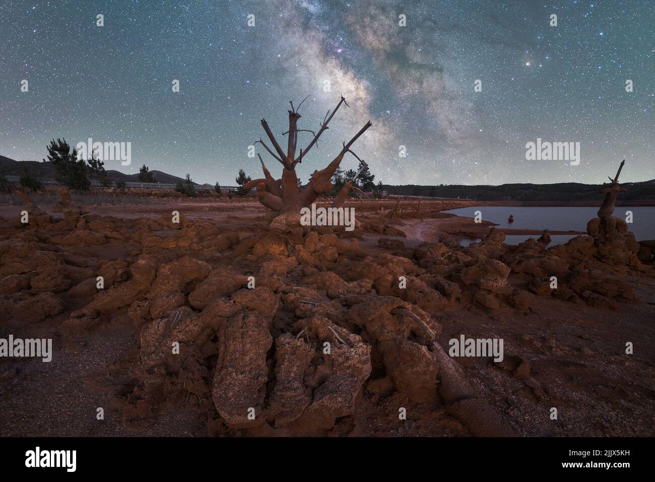 View dead trees at lakeshore against spectacular scenery of night sky ...
