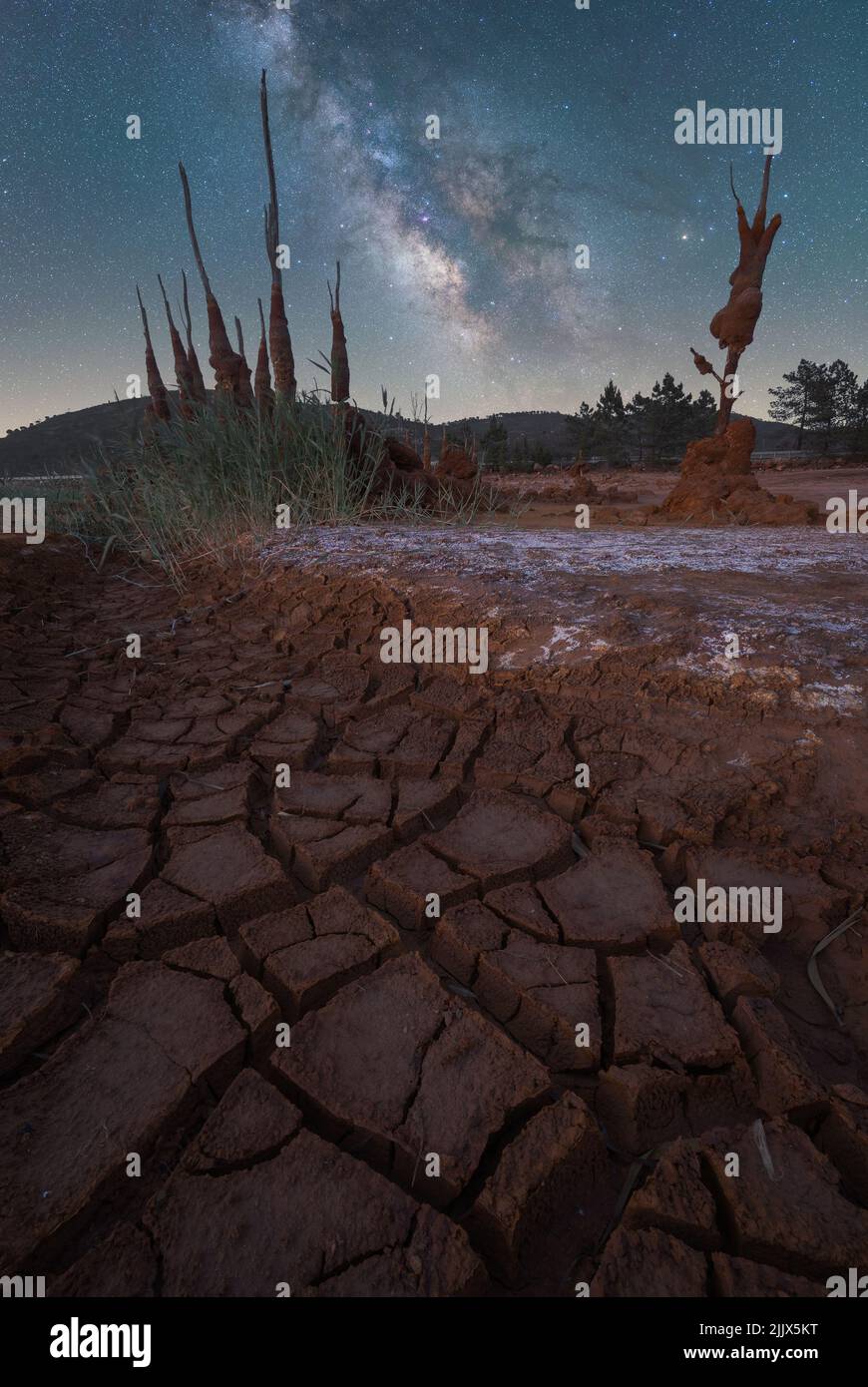 Dry tree on drought land against spectacular scenery of night sky with ...