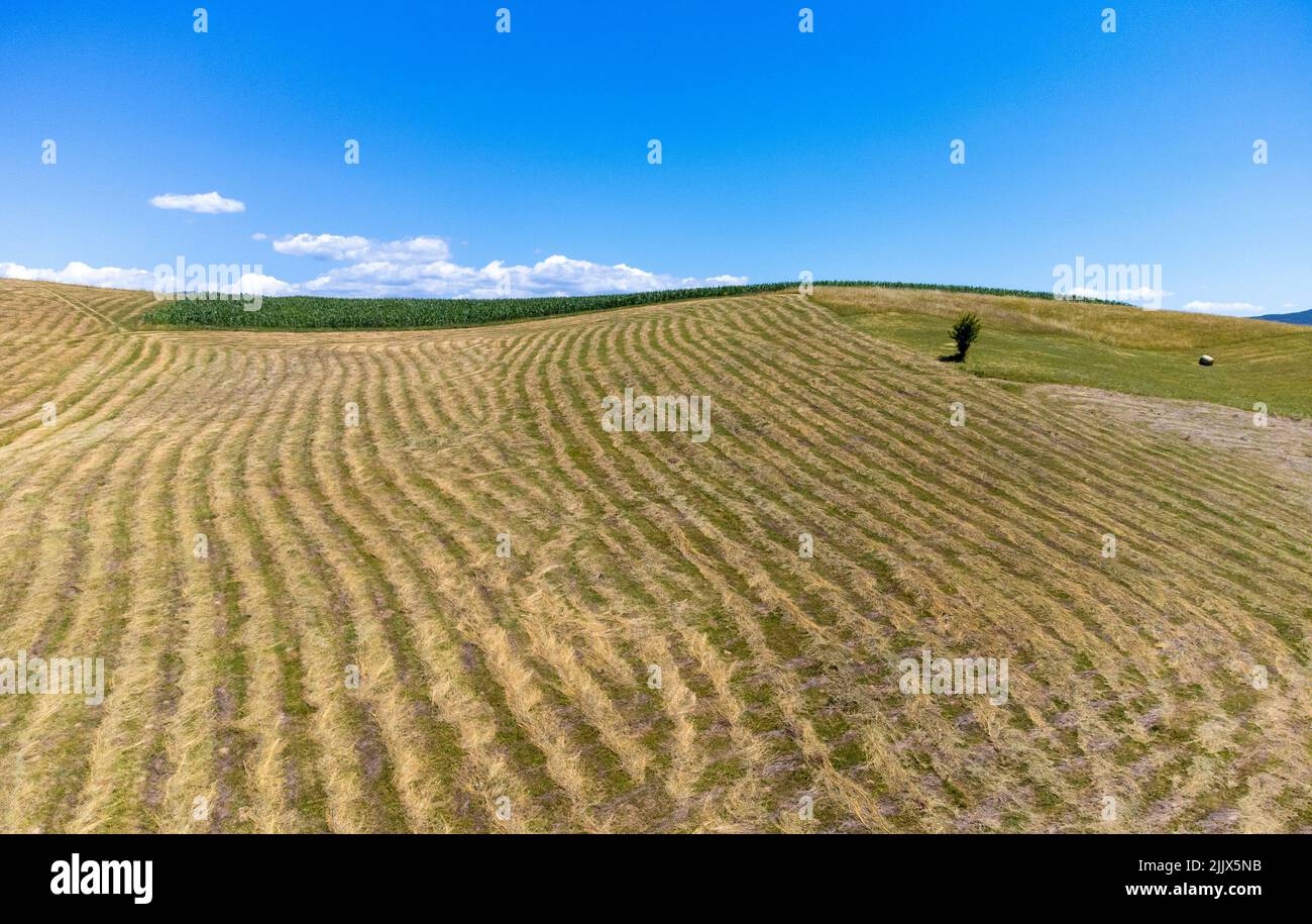 rows of mowed grass in the field, crop, drone view Stock Photo - Alamy