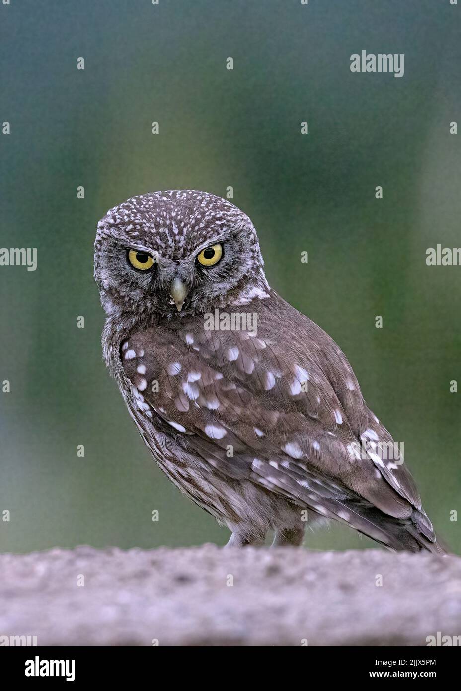 Compact body owl hi-res stock photography and images - Alamy
