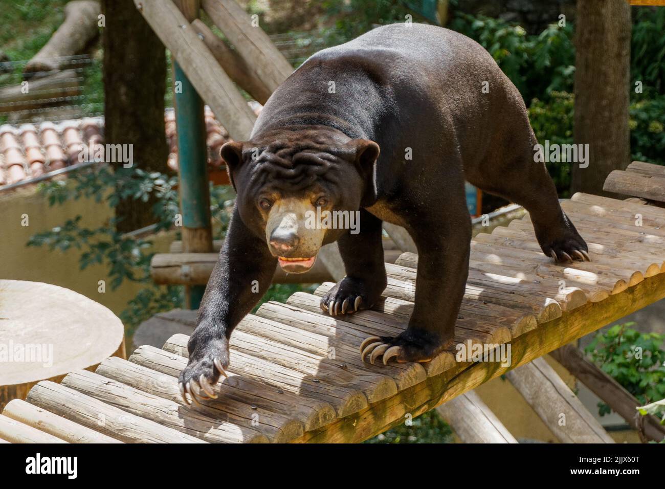 A closeup of Malayan sun bear in the Zoological Park Saint Martin la ...