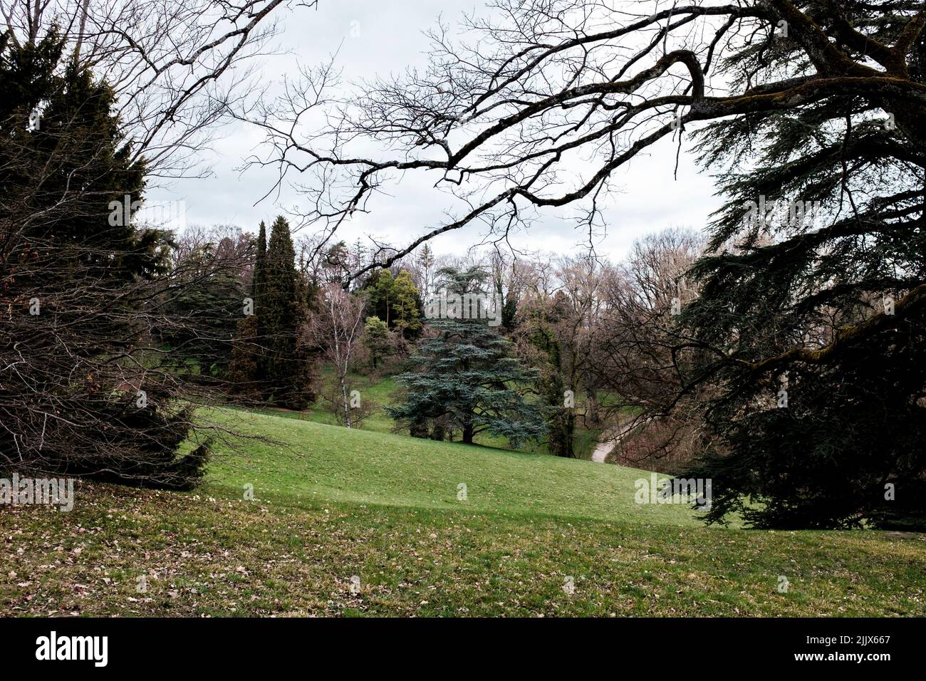 Abundance of tall trees with lush green foliage and long branches ...