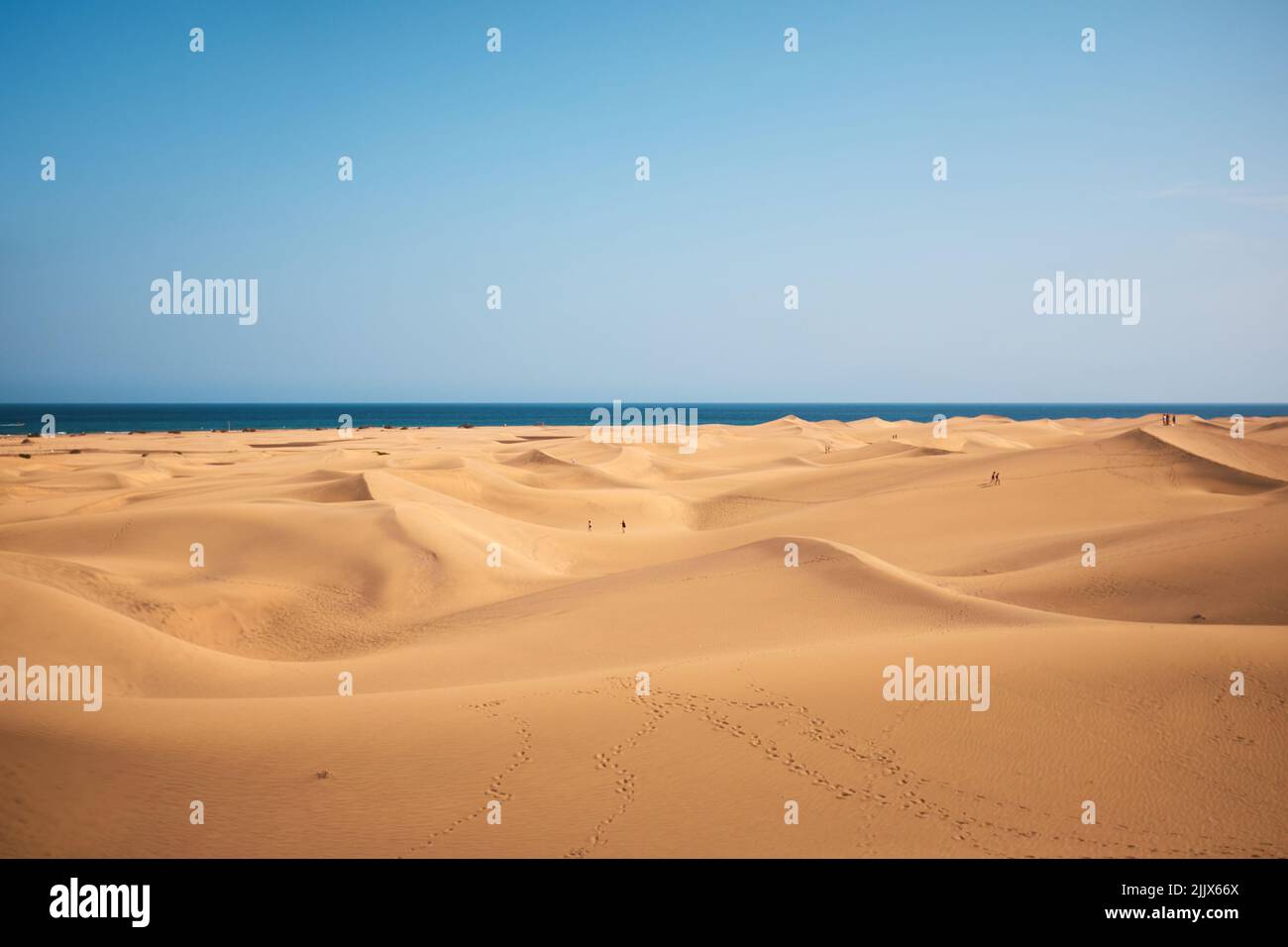 Sandy dunes with dry desert terrain located against sea and cloudless ...