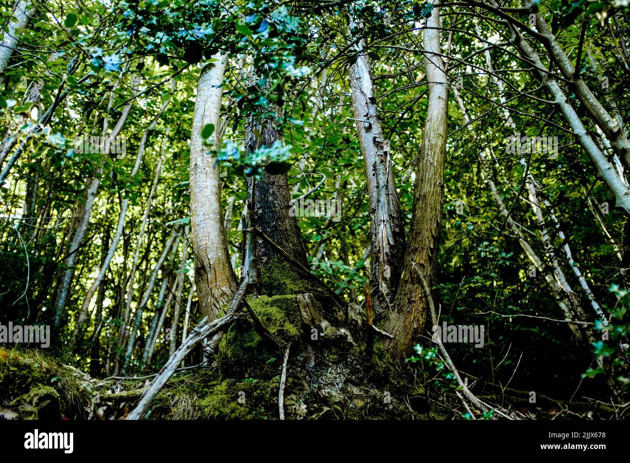 Abundance of tall trees with lush green foliage and long branches ...