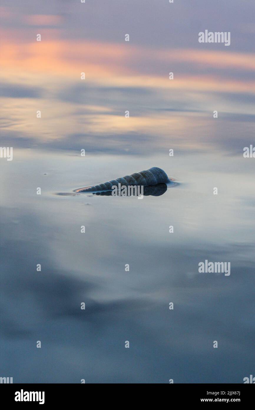 A vertical shot of a Seashell in a sea with colorful sky reflection ...