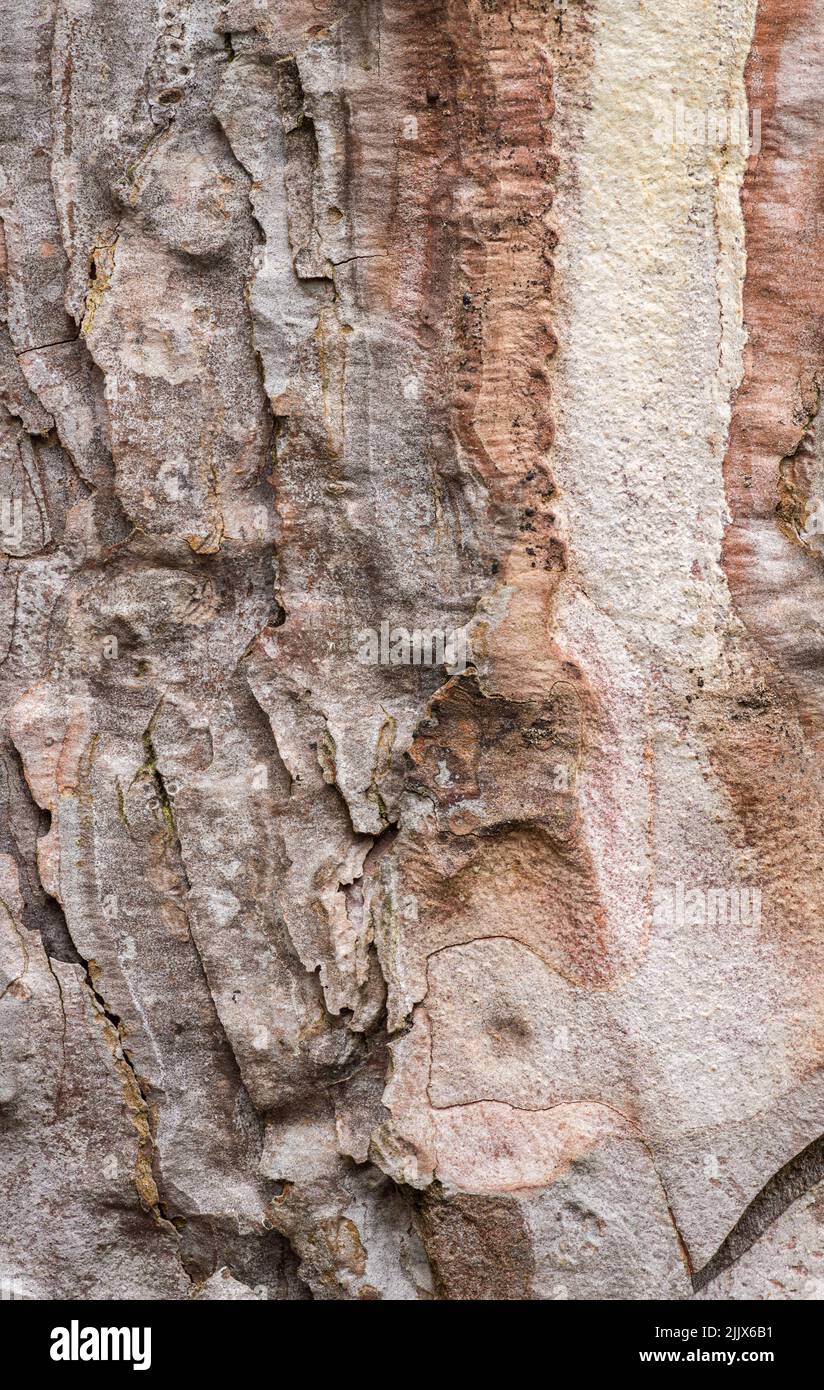 Crimean pine hi-res stock photography and images - Alamy