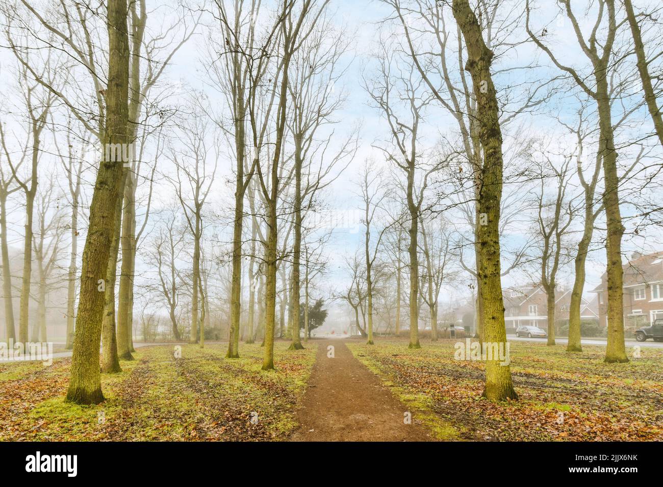 Path through a forest in winter with fog Stock Photo - Alamy