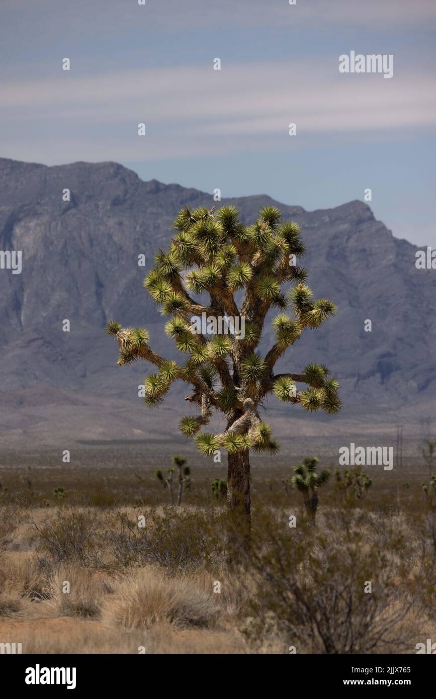 a vertical shot of a single Joshua Tree growing in a desert with rocks ...