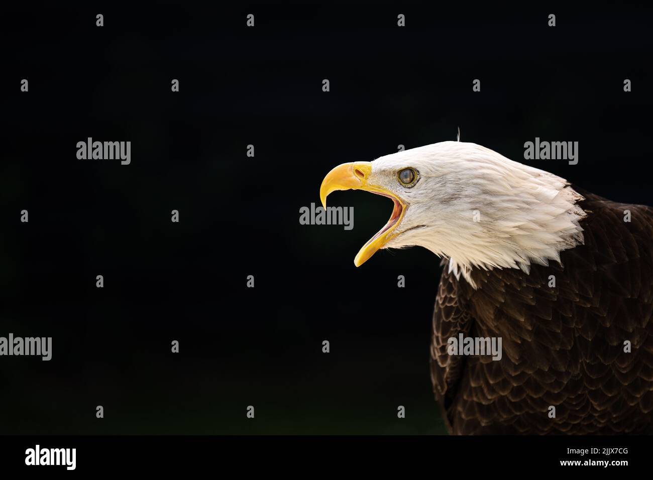 Angry bald eagle haliaeetus leucocephalus hi-res stock photography and ...