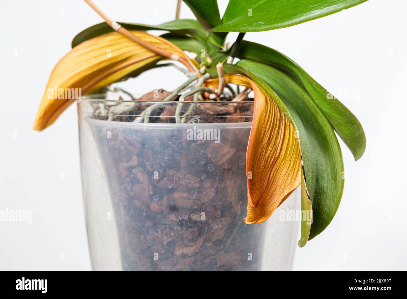 Dried orchid roots and yellowed leaves, on a white background Stock ...
