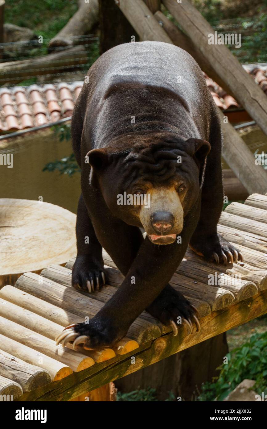 A vertical closeup of Malayan sun bear in the Zoological Park Saint ...