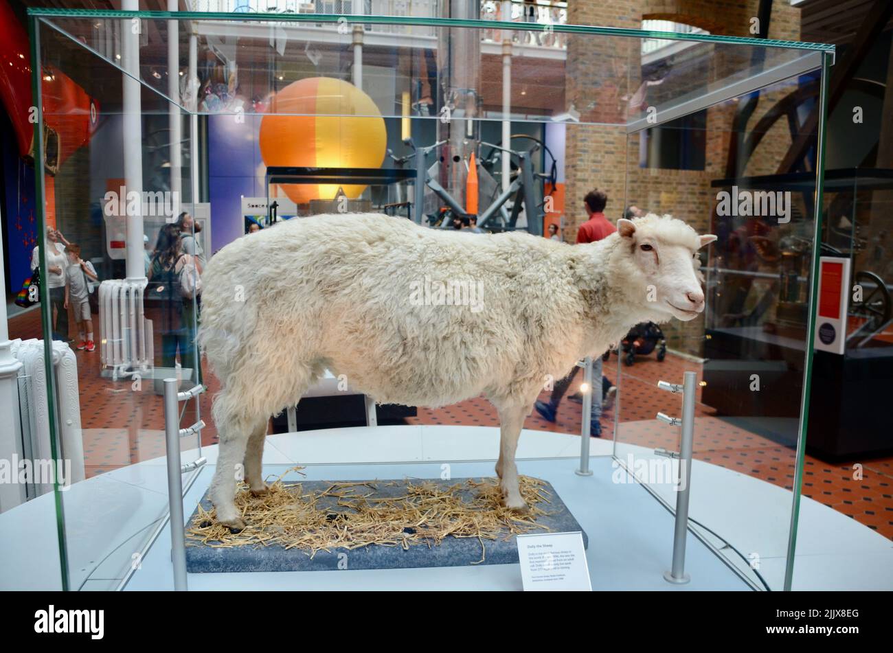 Dolly The Sheep National Museum Of Scotland Edinburgh Royal Mile Scotland In Summer 2022 Uk