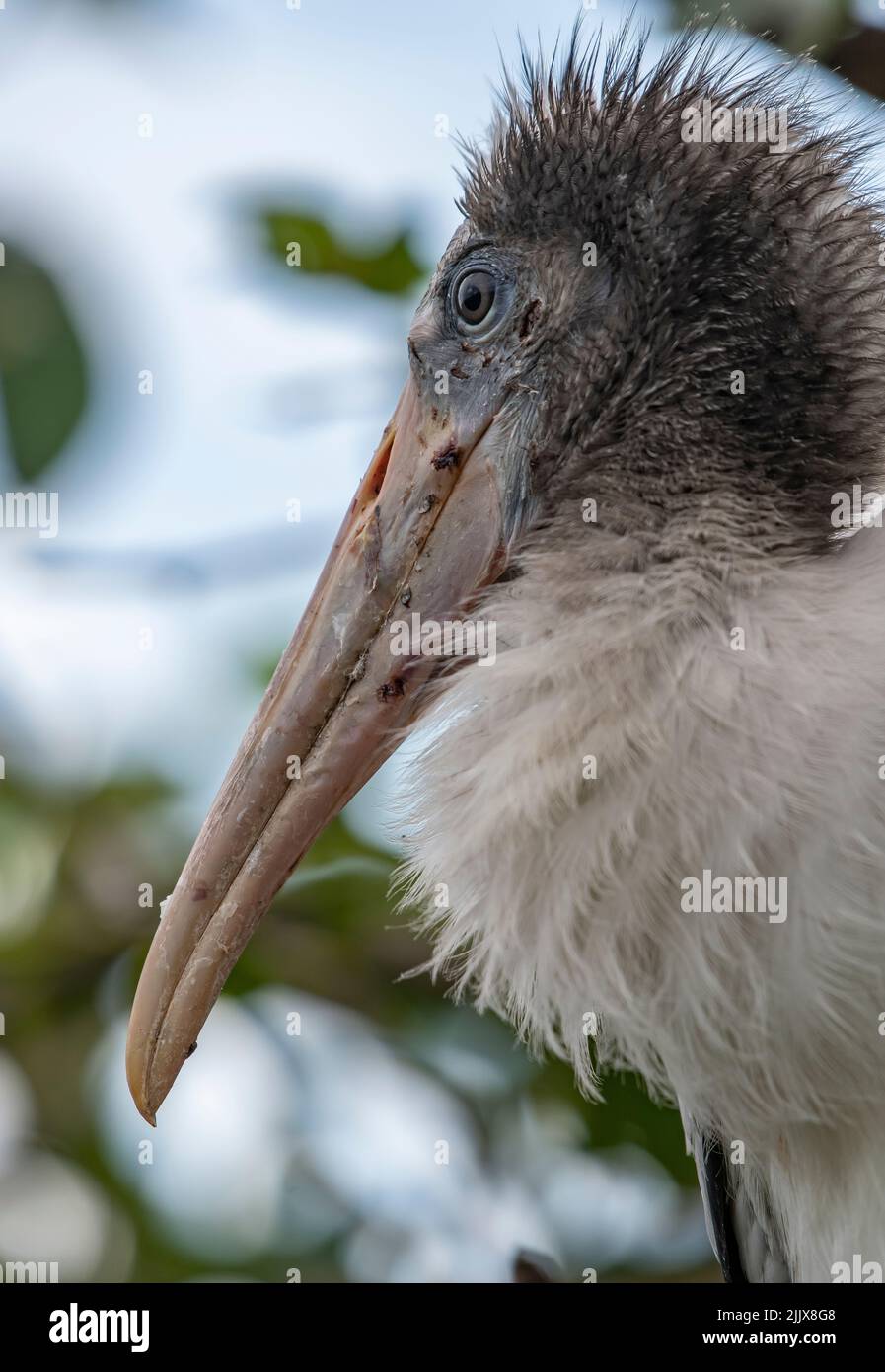 The vertical close-up view of a wood stork face from the side Stock ...