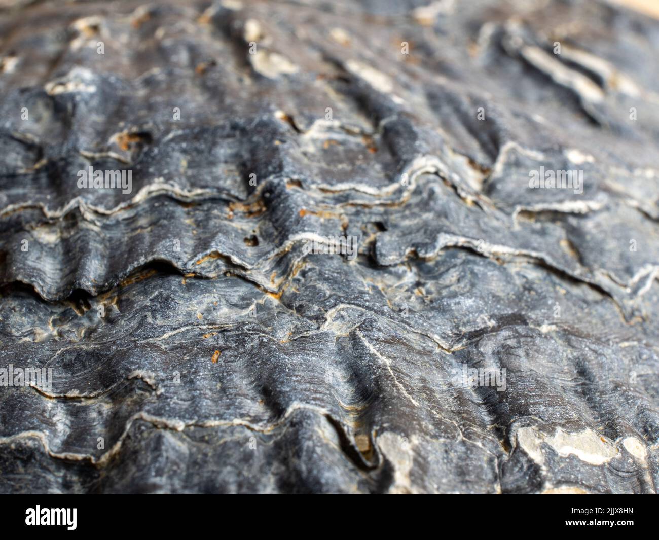 The texture of the surface of the shell. Shell close-up Stock Photo - Alamy