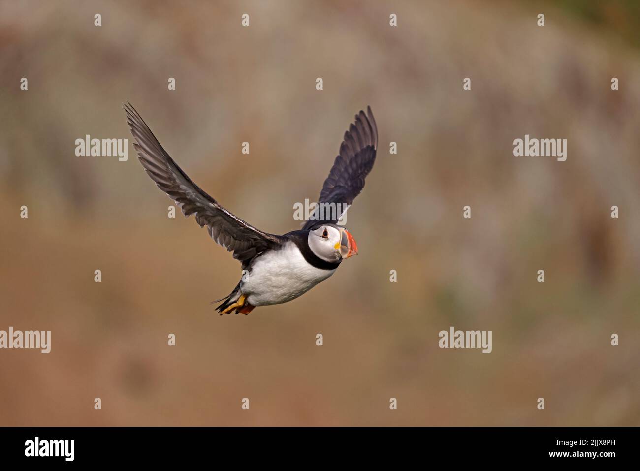 Atlantic Puffin in flight Skokholm Island Pembrokeshire Wales UK Stock ...