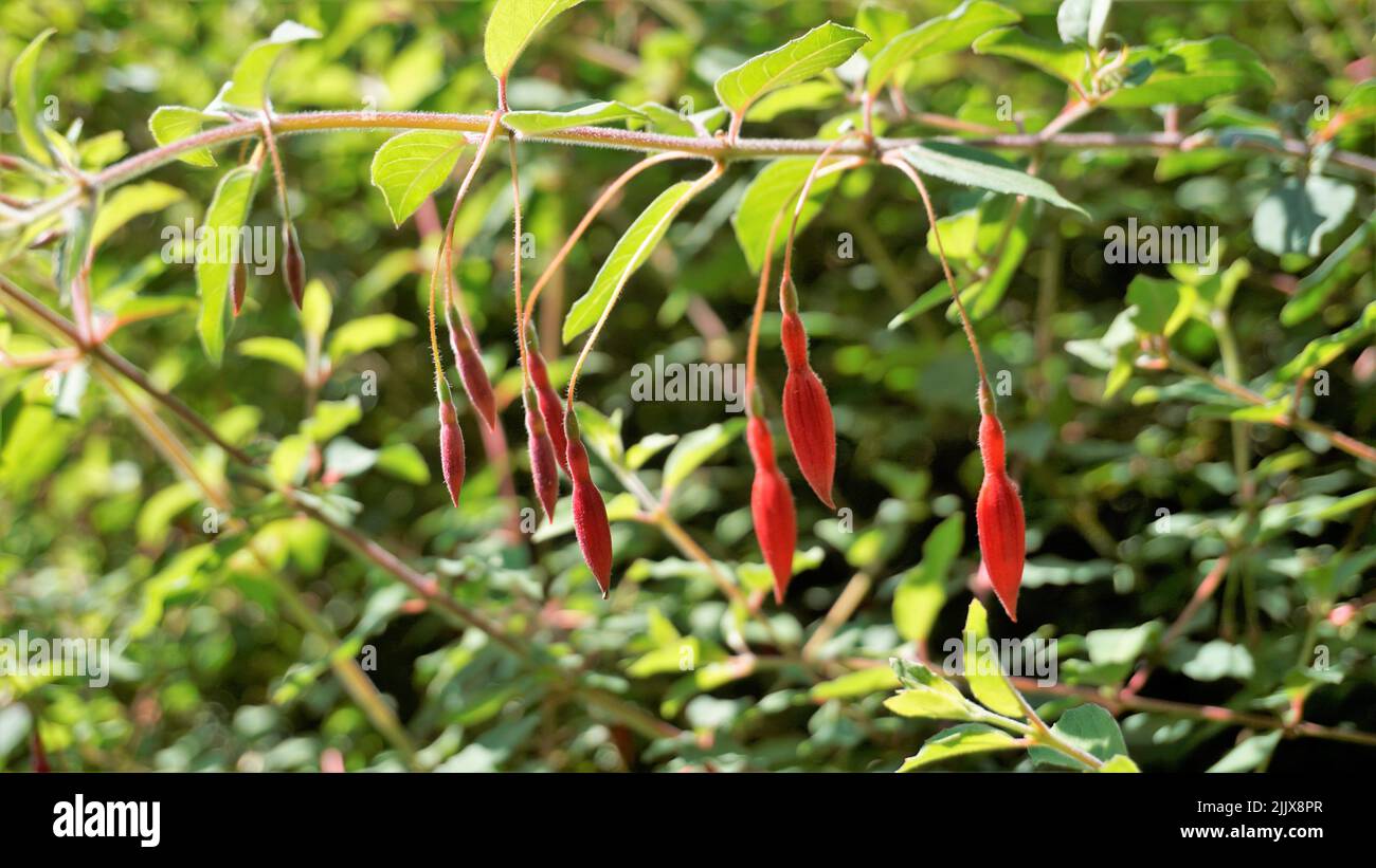 Beautiful flowers of Fuchsia magellanica also known as Fuchsia, Hardy ...