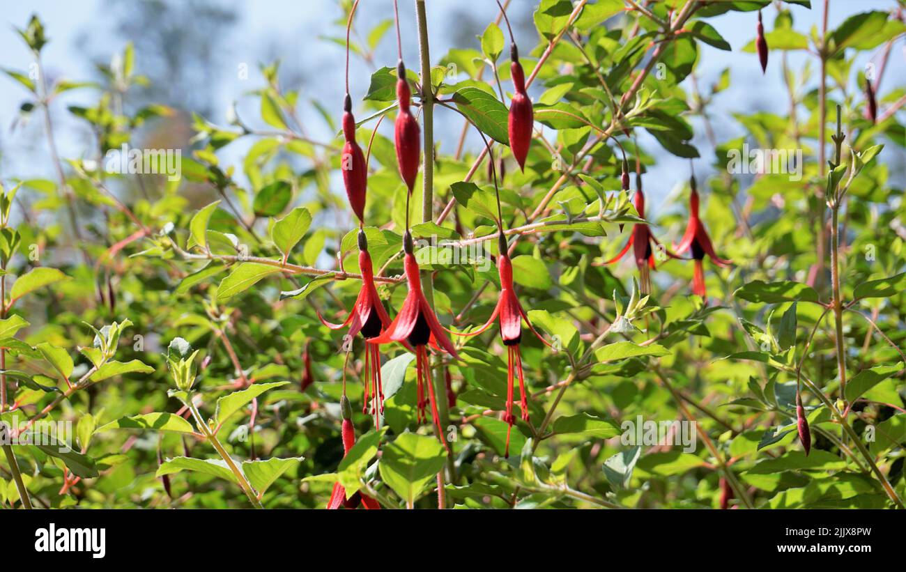 Beautiful flowers of Fuchsia magellanica also known as Fuchsia, Hardy ...