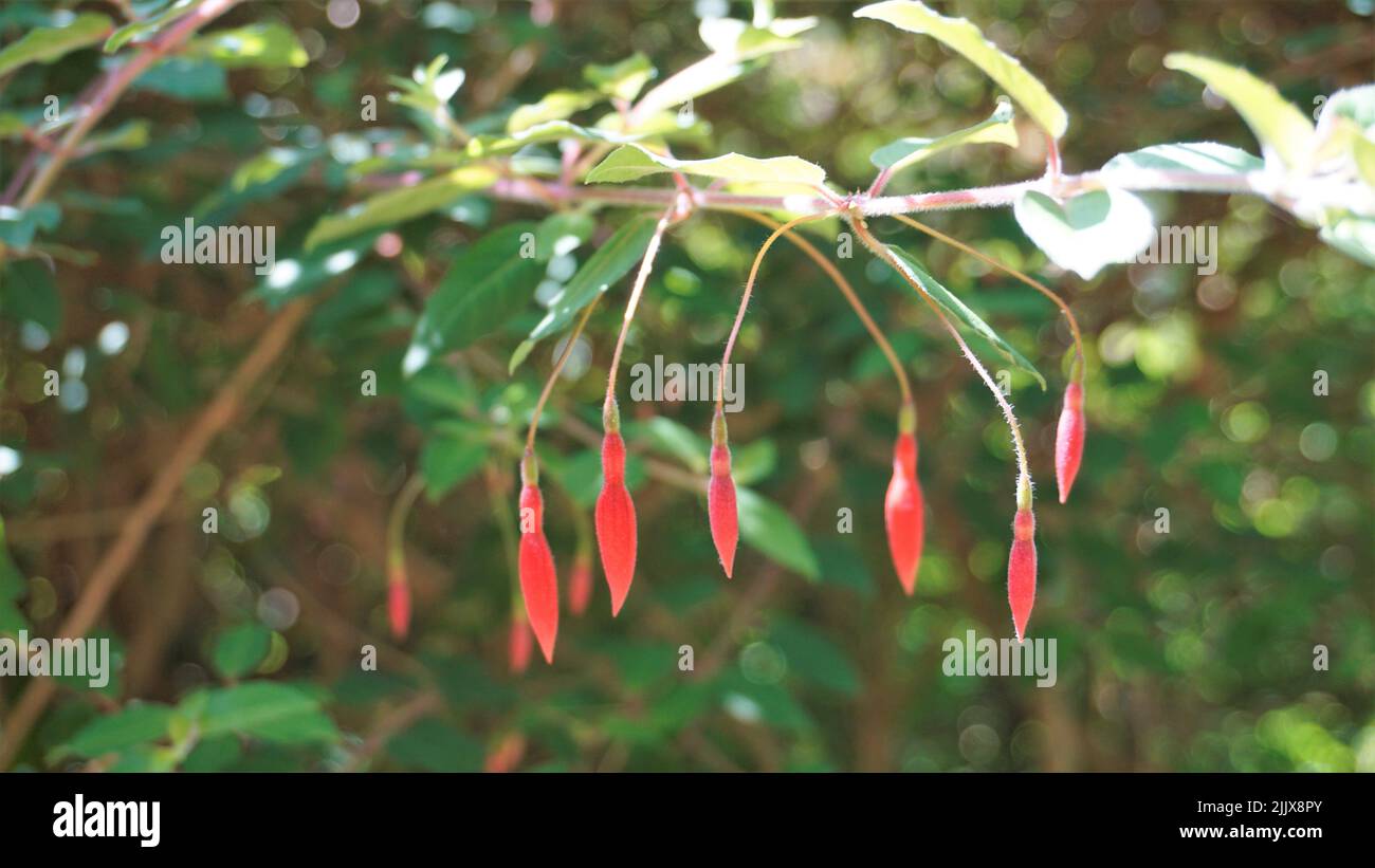 Beautiful flowers of Fuchsia magellanica also known as Fuchsia, Hardy ...