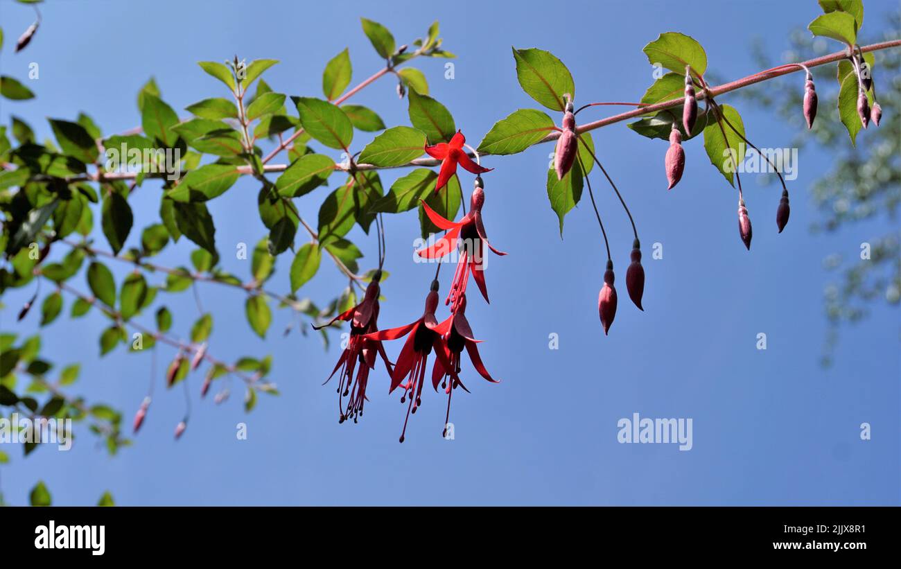 Beautiful flowers of Fuchsia magellanica also known as Fuchsia, Hardy ...