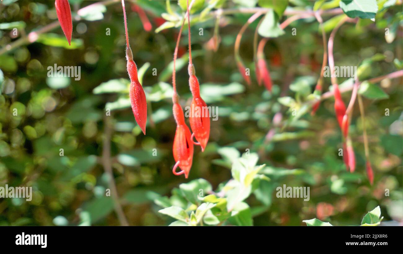 Beautiful flowers of Fuchsia magellanica also known as Fuchsia, Hardy ...