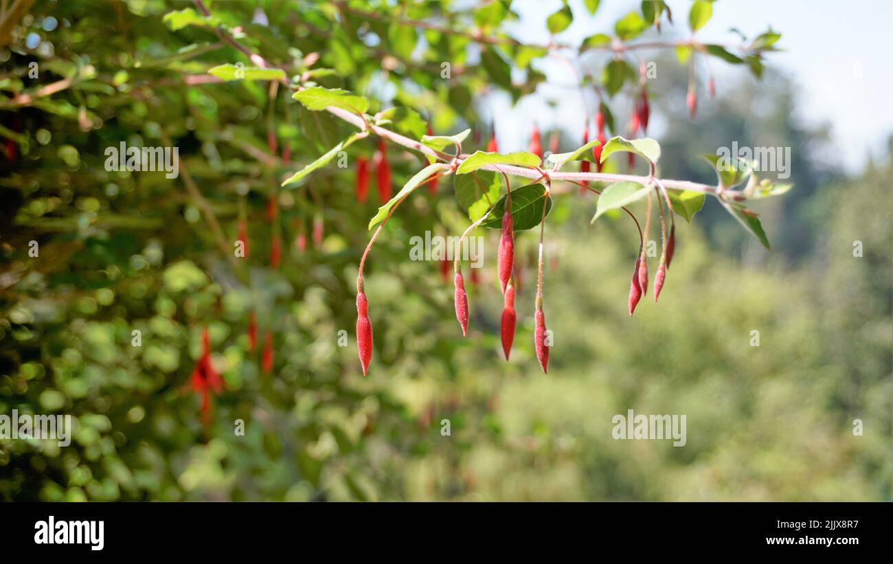 Beautiful flowers of Fuchsia magellanica also known as Fuchsia, Hardy ...