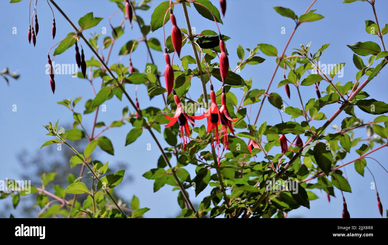 Beautiful flowers of Fuchsia magellanica also known as Fuchsia, Hardy ...
