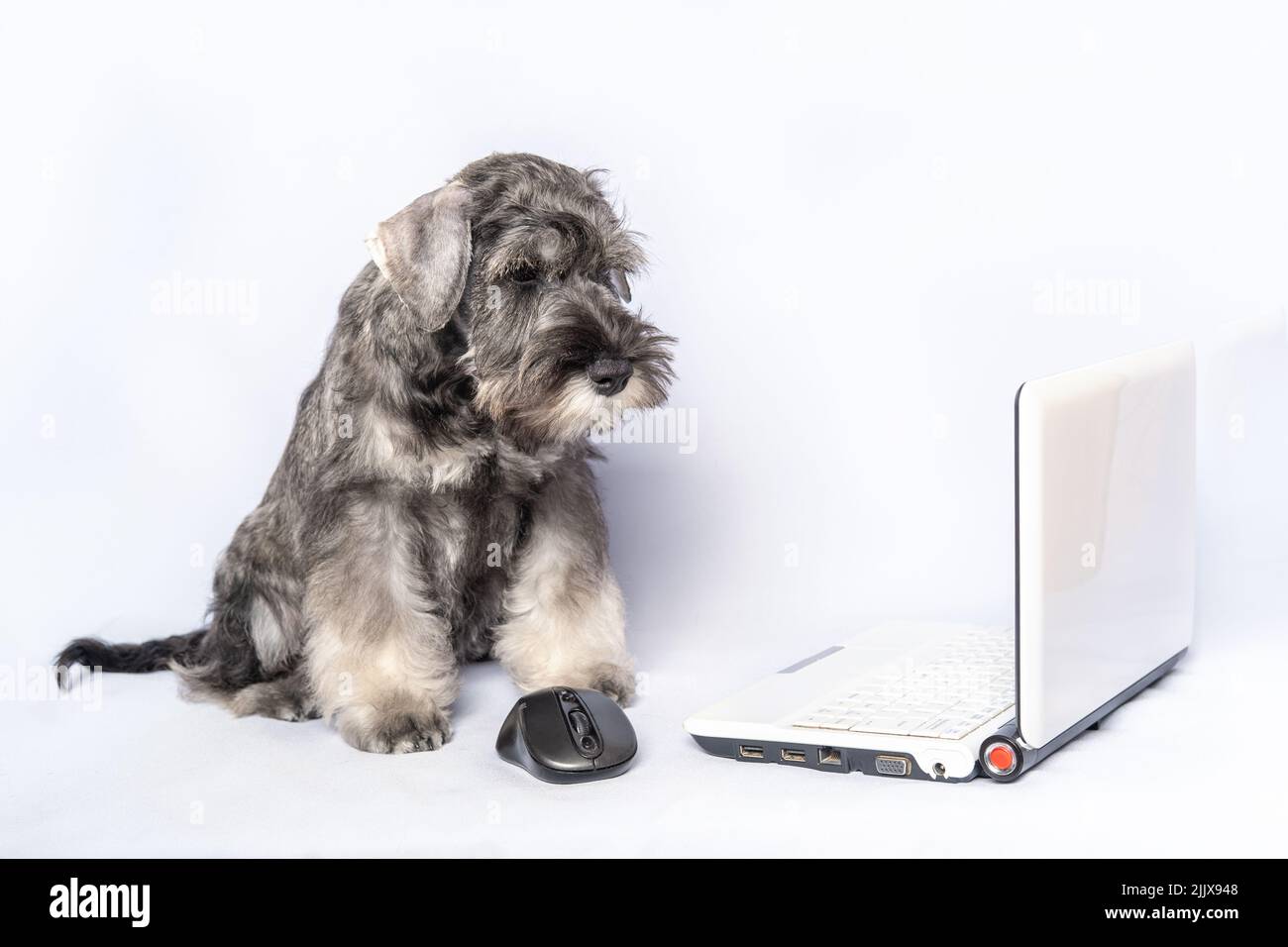 Sad dog sitting next to a laptop and mouse on a light background, copy ...
