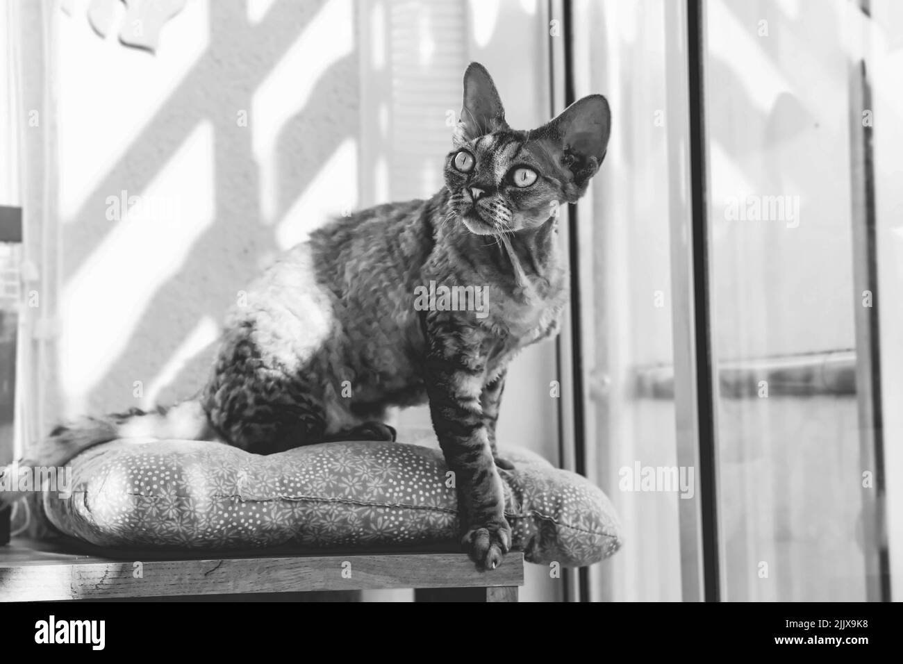 Beautiful Devon Rex cat is very adorable Stock Photo - Alamy