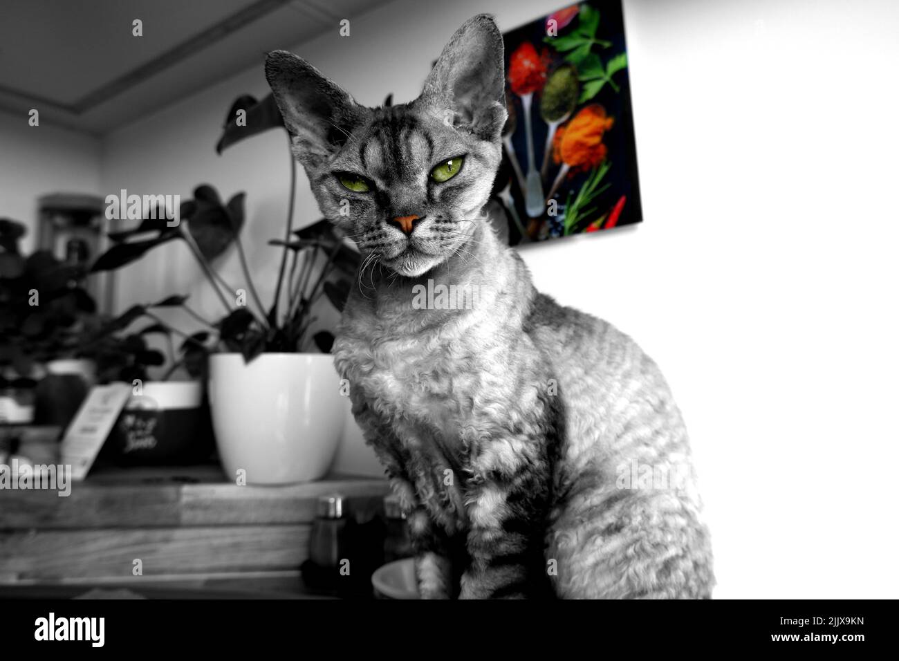 Beautiful Devon Rex cat is very adorable Stock Photo - Alamy